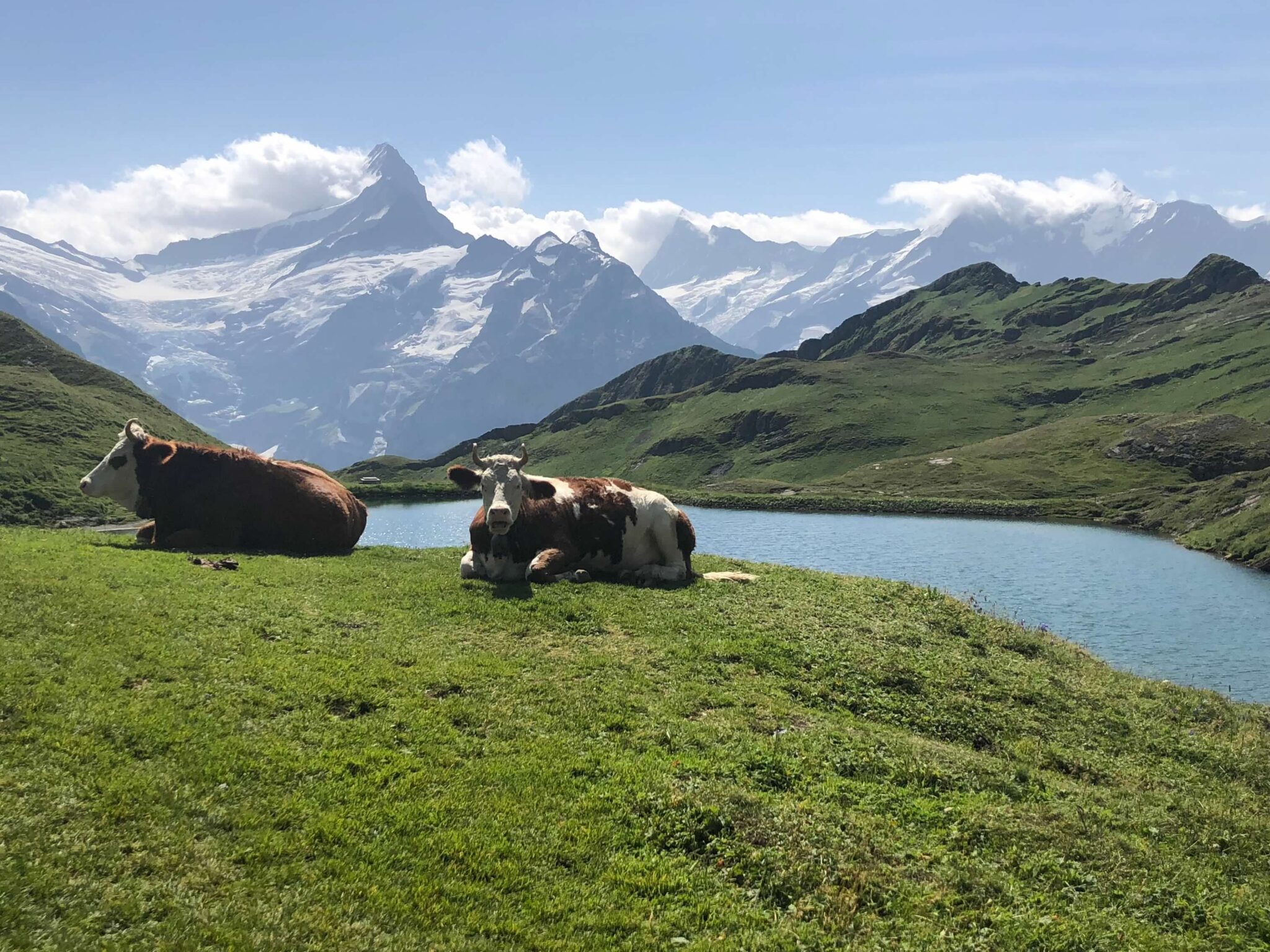 How to Plan a 5-Day Family Summer Adventure in Grindelwald - Carey On ...