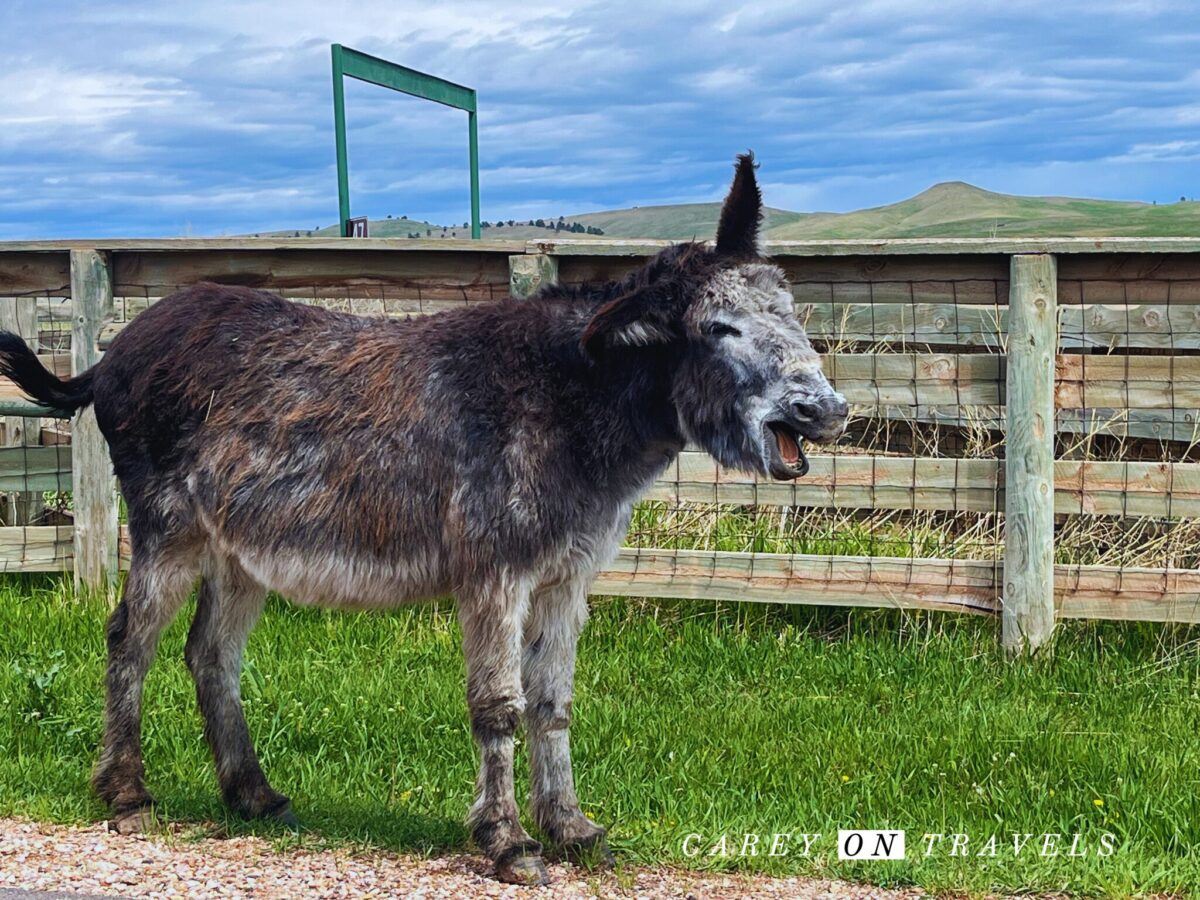 Top 10 Things to Do in Custer State Park and the Black Hills - Carey On ...
