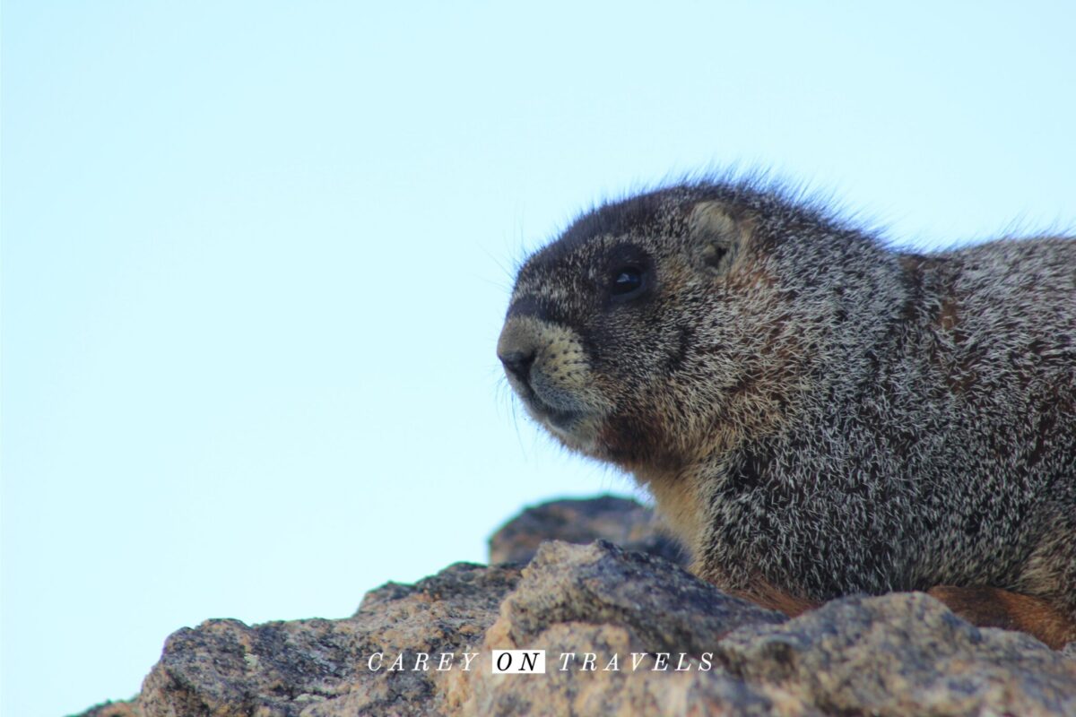Grand Lake vs Estes Park: Best Town for Visiting RMNP - Carey On Travels