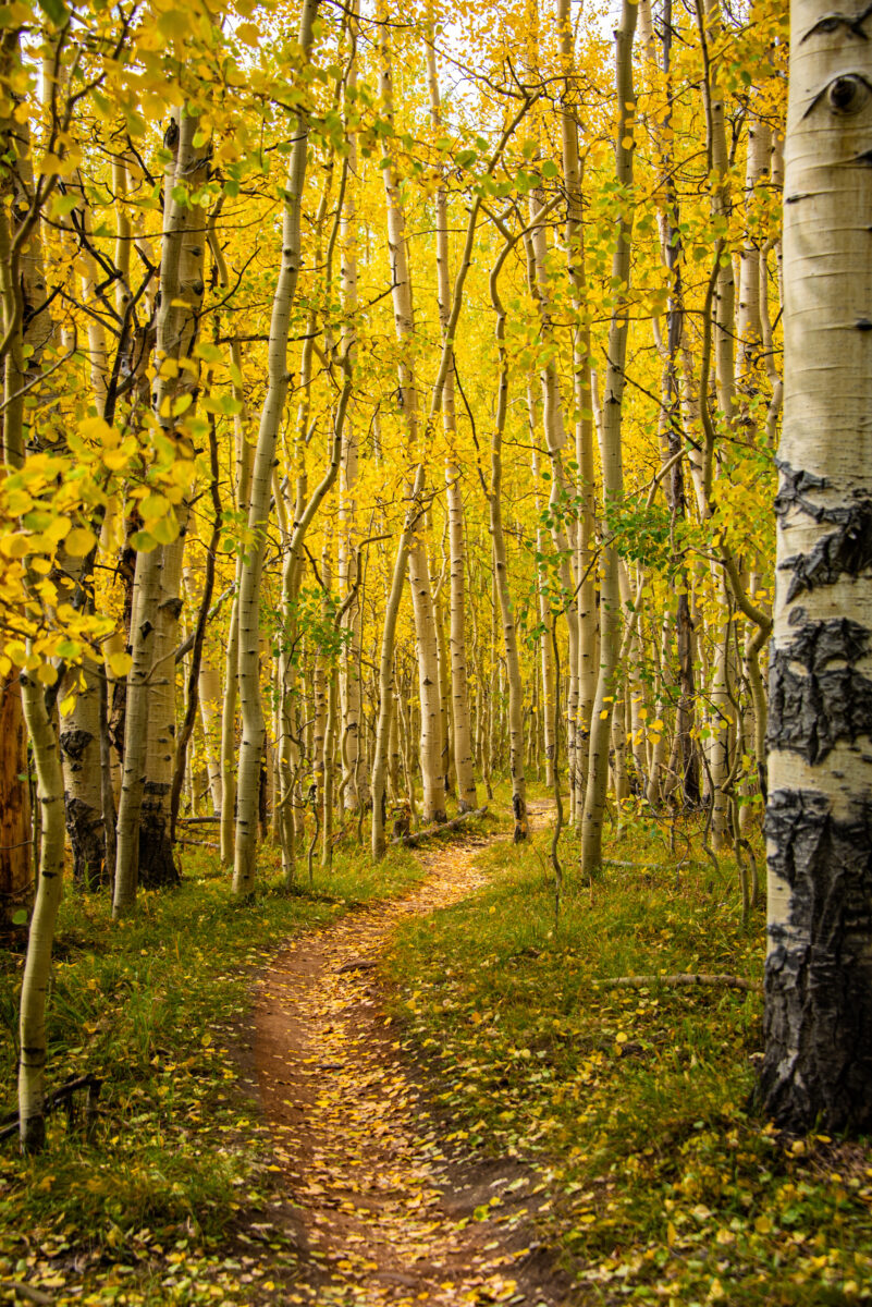 Top 10 Things to Do in Crested Butte This Summer - Carey On Travels