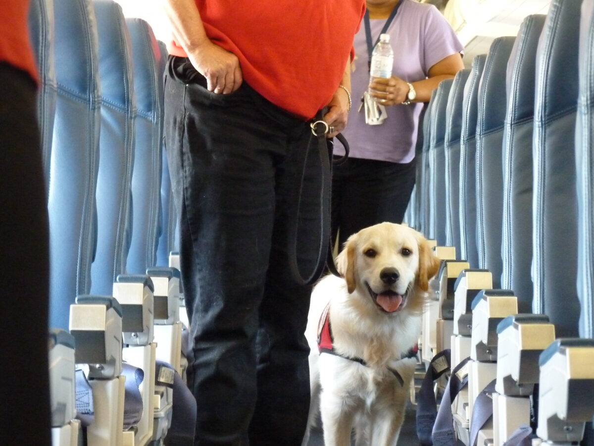 Ultimate Guide to Flying with Large Dogs in Cabin - Carey On Travels