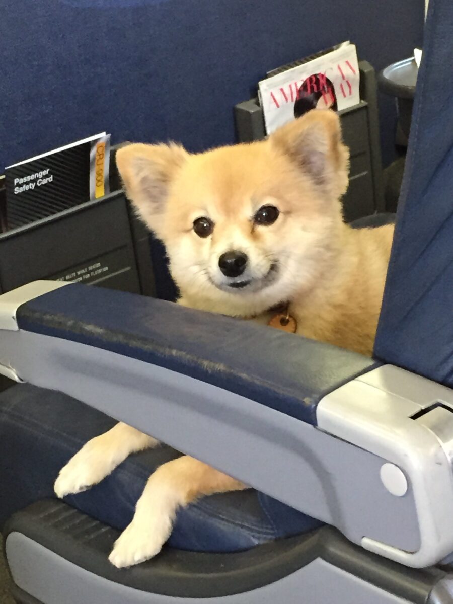 Ultimate Guide to Flying with Large Dogs in Cabin - Carey On Travels