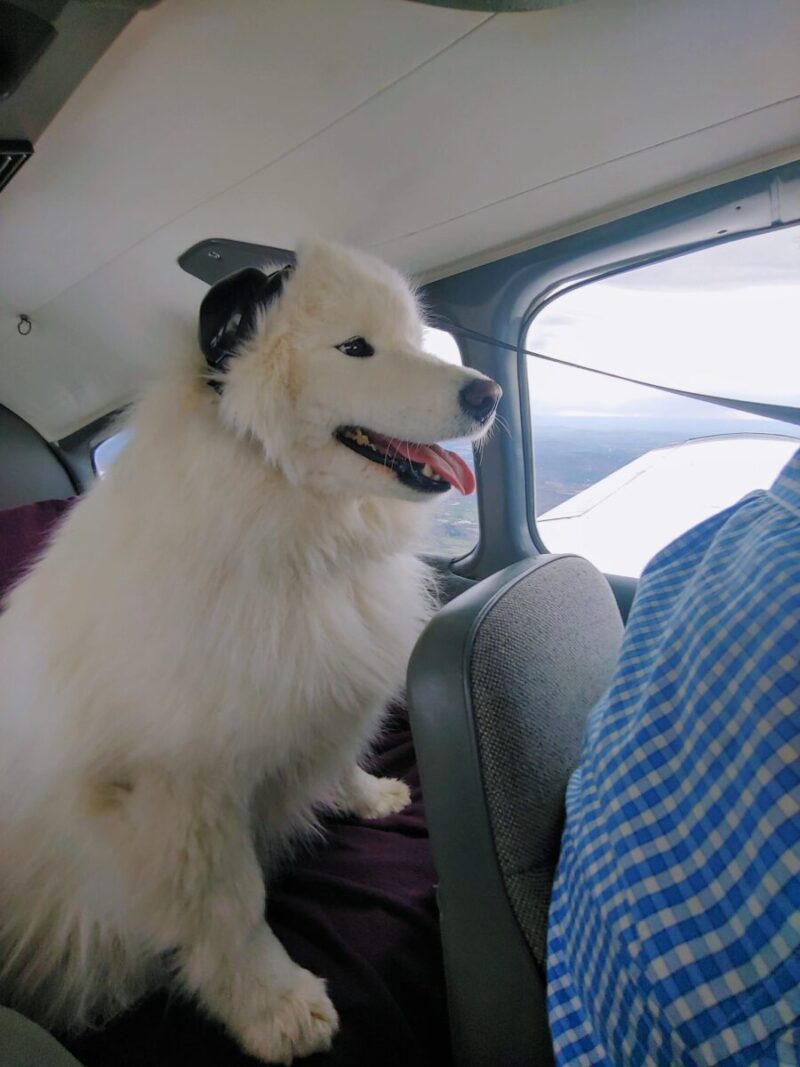 Ultimate Guide to Flying with Large Dogs in Cabin - Carey On Travels