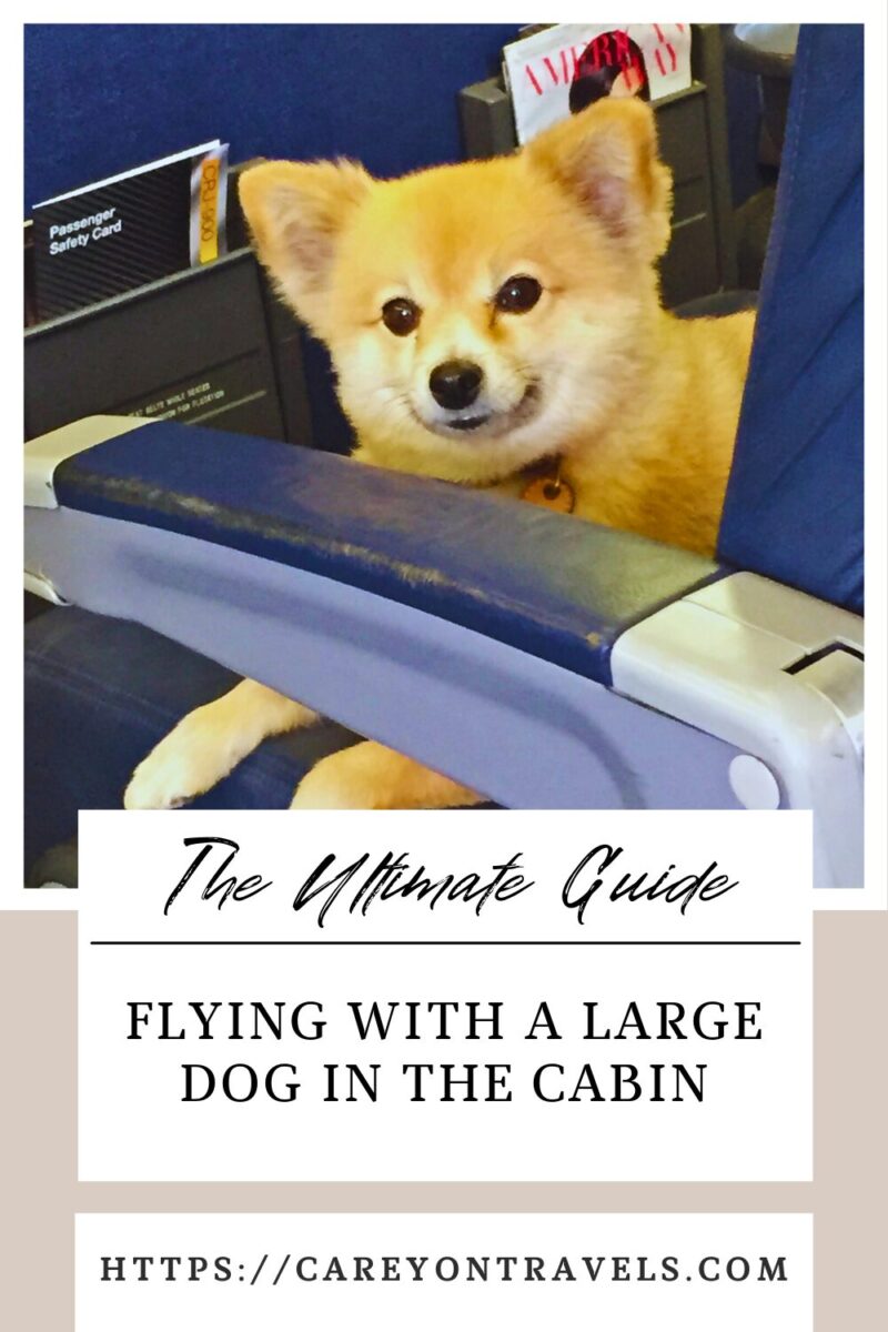 Ultimate Guide to Flying with Large Dogs in Cabin - Carey On Travels