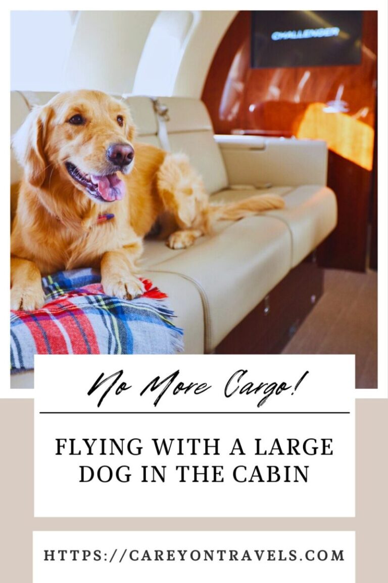Ultimate Guide to Flying with Large Dogs in Cabin - Carey On Travels