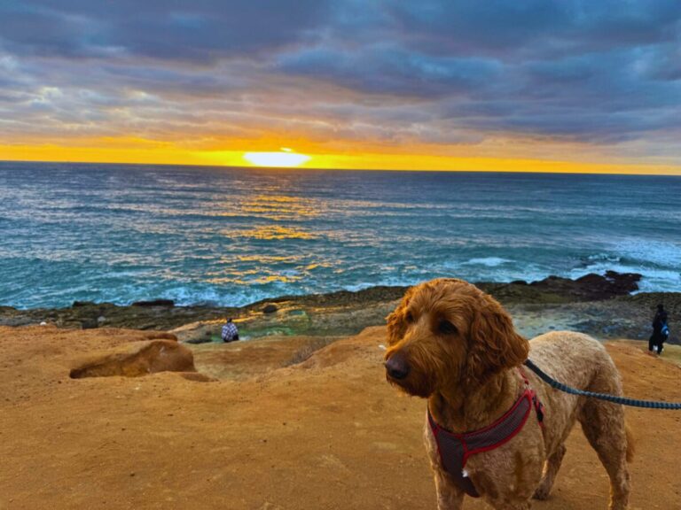 Ultimate Guide to Flying with Large Dogs in Cabin - Carey On Travels